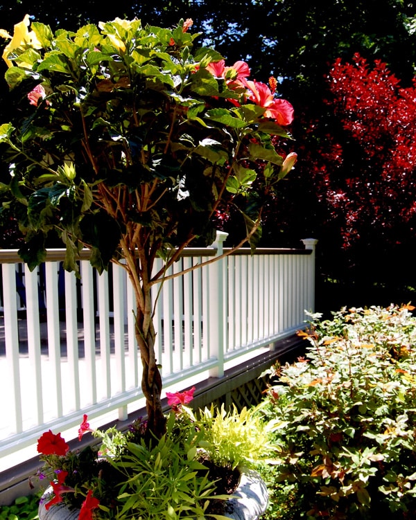 container-rose-tree - Landscape Design by Jennifer Yates